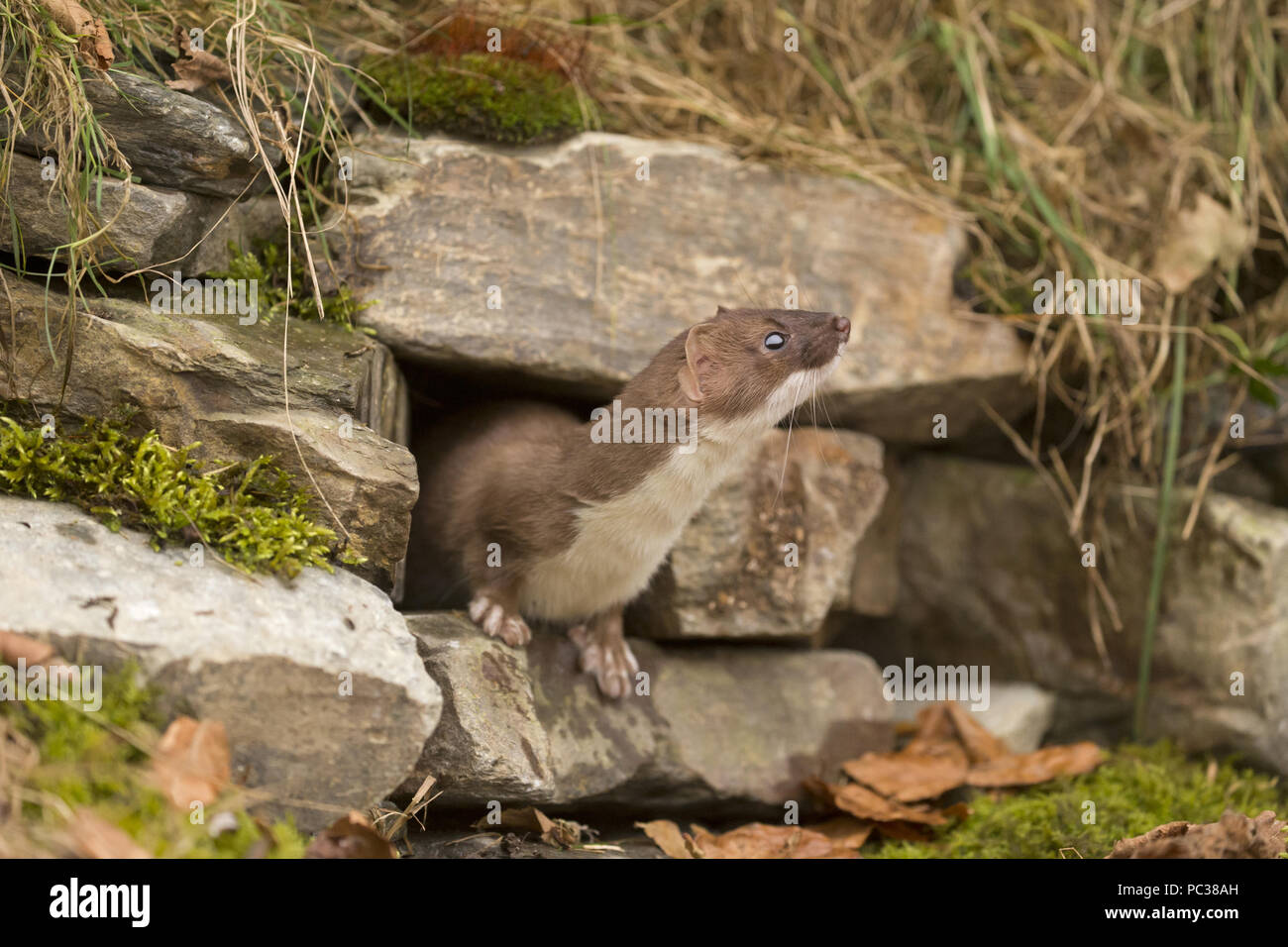 Stoat (Mustela erminea) adult, looking out from drystone wall, England ...