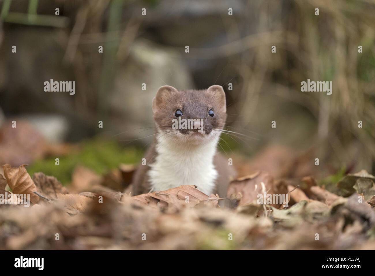 Stoats british hi-res stock photography and images - Alamy