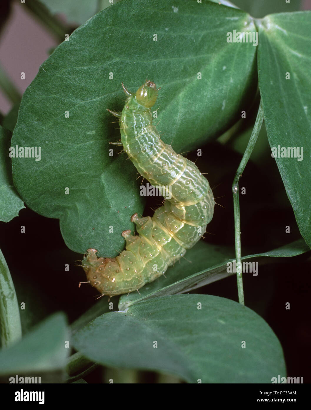 Silver Y moth (Autographa gamma) on damaged pea plant Stock Photo - Alamy