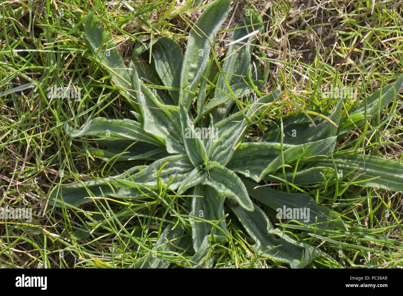 Ribwort plantain, Plantago lanceolata, leaf rosettes in weedy rough ...