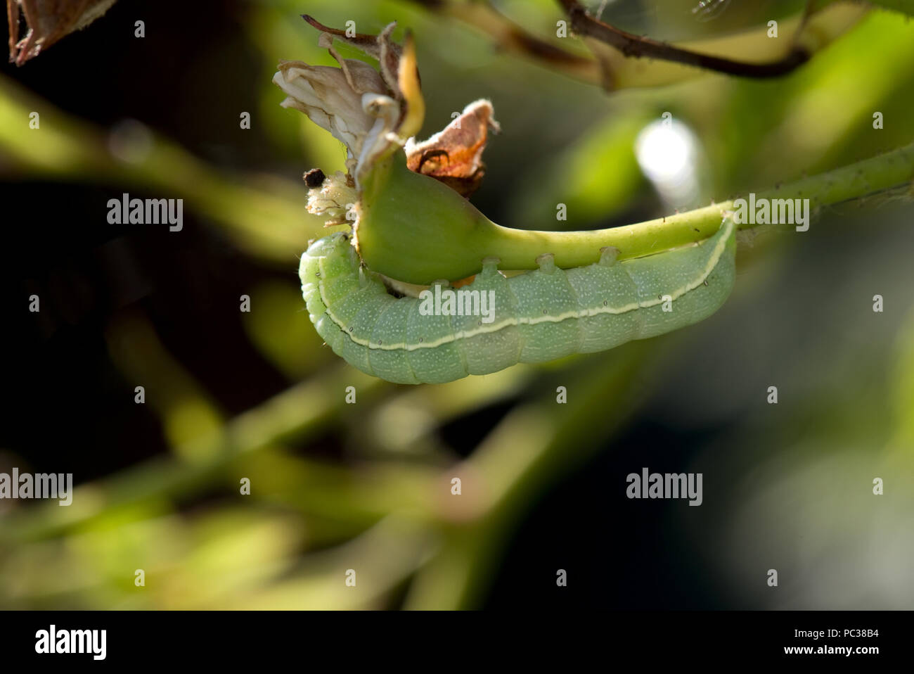 Angle shades caterpillar hi-res stock photography and images - Alamy