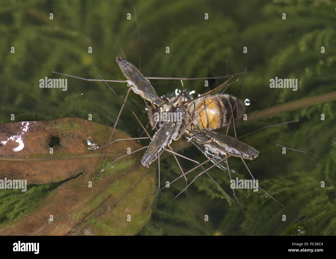 Common pond skaters, Gerris lacustris, individuals and pairs gathered ...