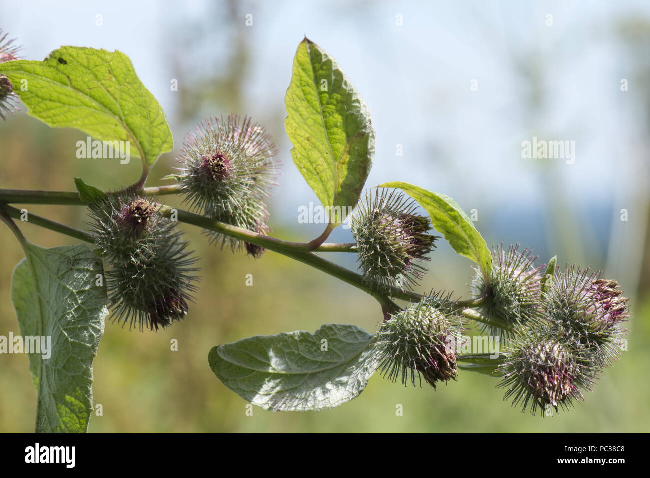 Seed dispersal animal hi-res stock photography and images - Alamy