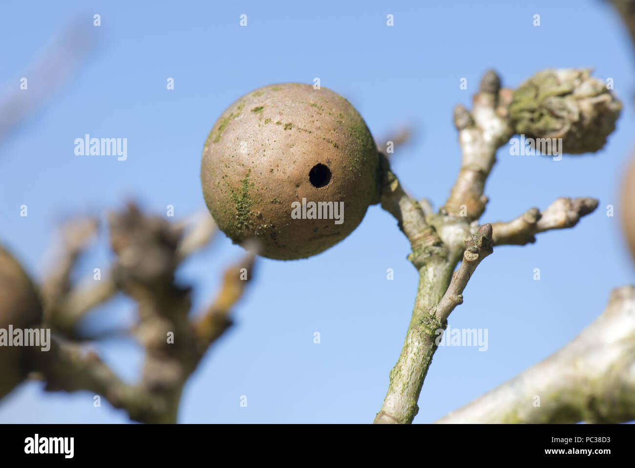 Oak apple gall wasp, Biorhiza pallida, hard persistentent galls on an ...