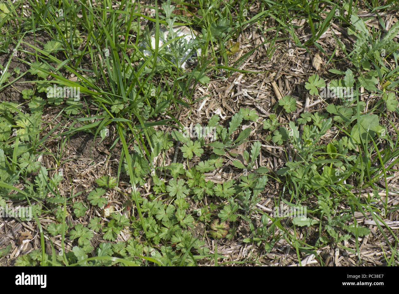 Mixed broad-leaved weeds including plantains, cranesbill, groundsel ...