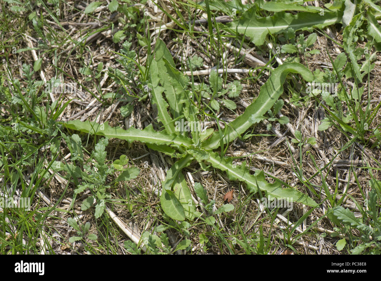 Perennial sow-thistle or field sowthistle, Sonchus arvensis, plant ...