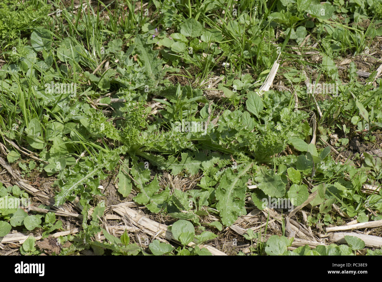 Perennial sow-thistle or field sowthistle, Sonchus arvensis, plant ...