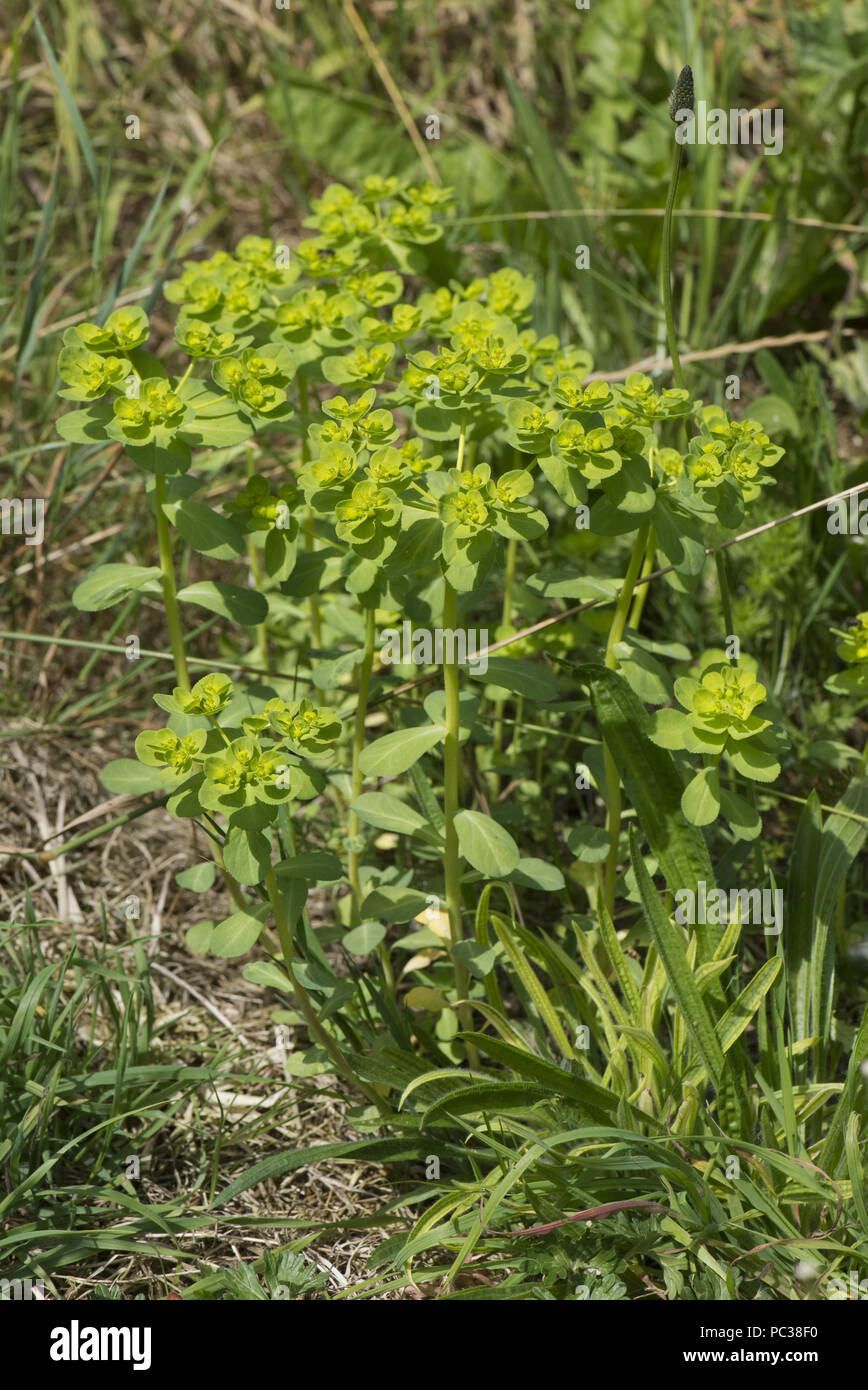 Sun spurge, Euphorbia helioscopia, annual arable plant flowering in ...
