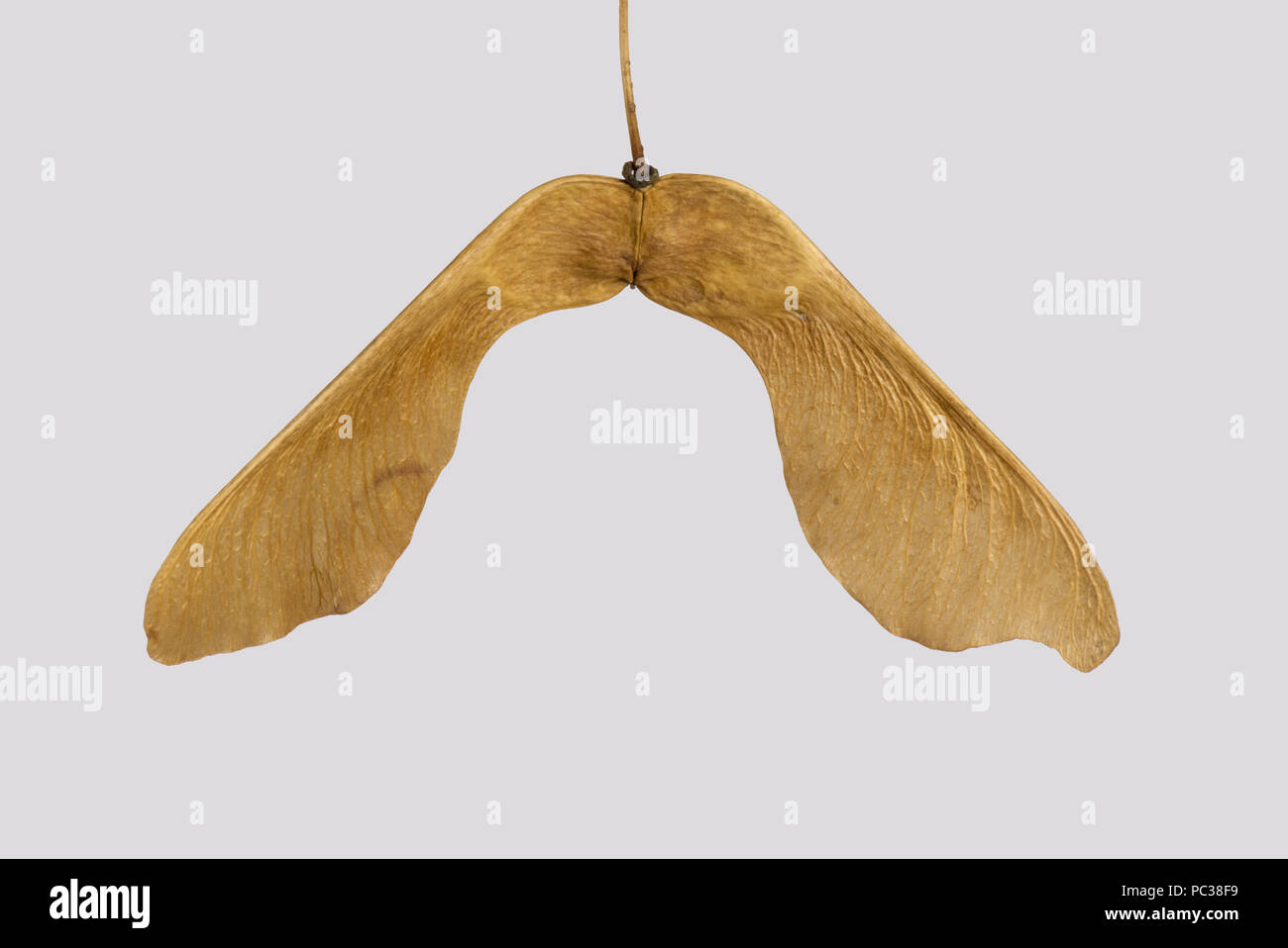 Wind borne seed dispersal hi-res stock photography and images - Alamy