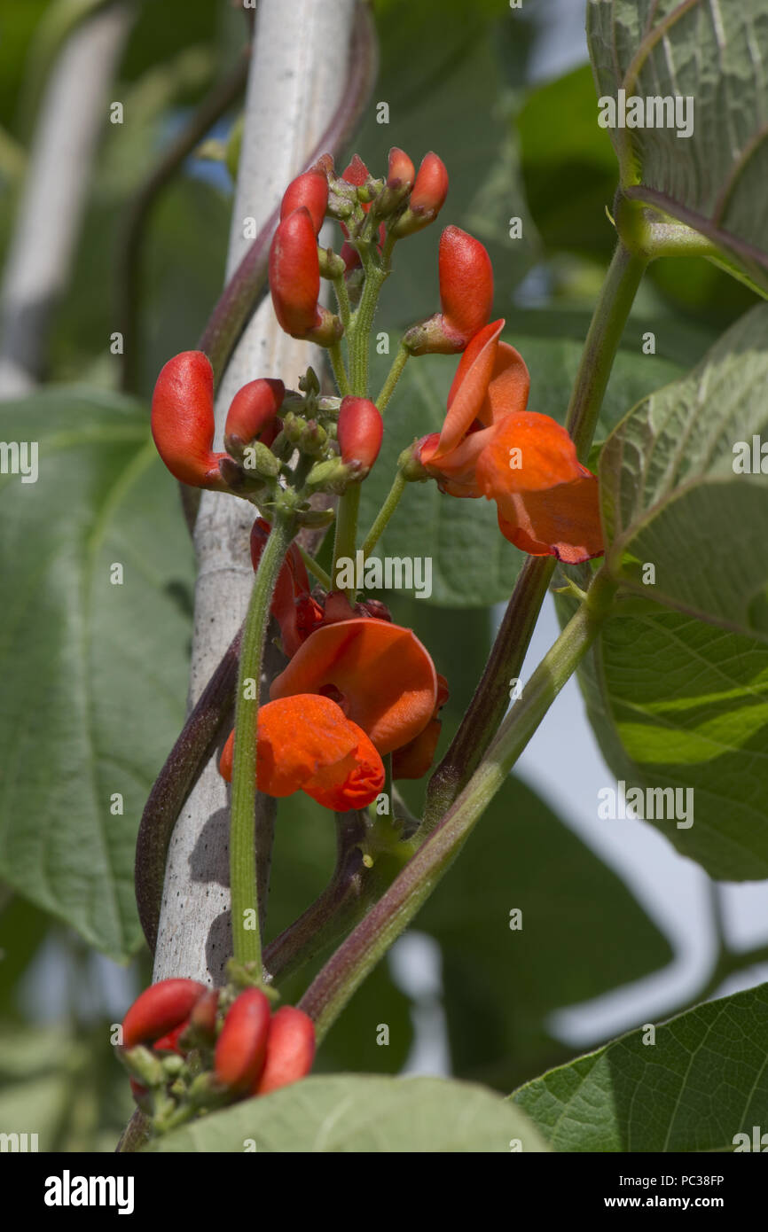 Runner beans leaves hi-res stock photography and images - Alamy