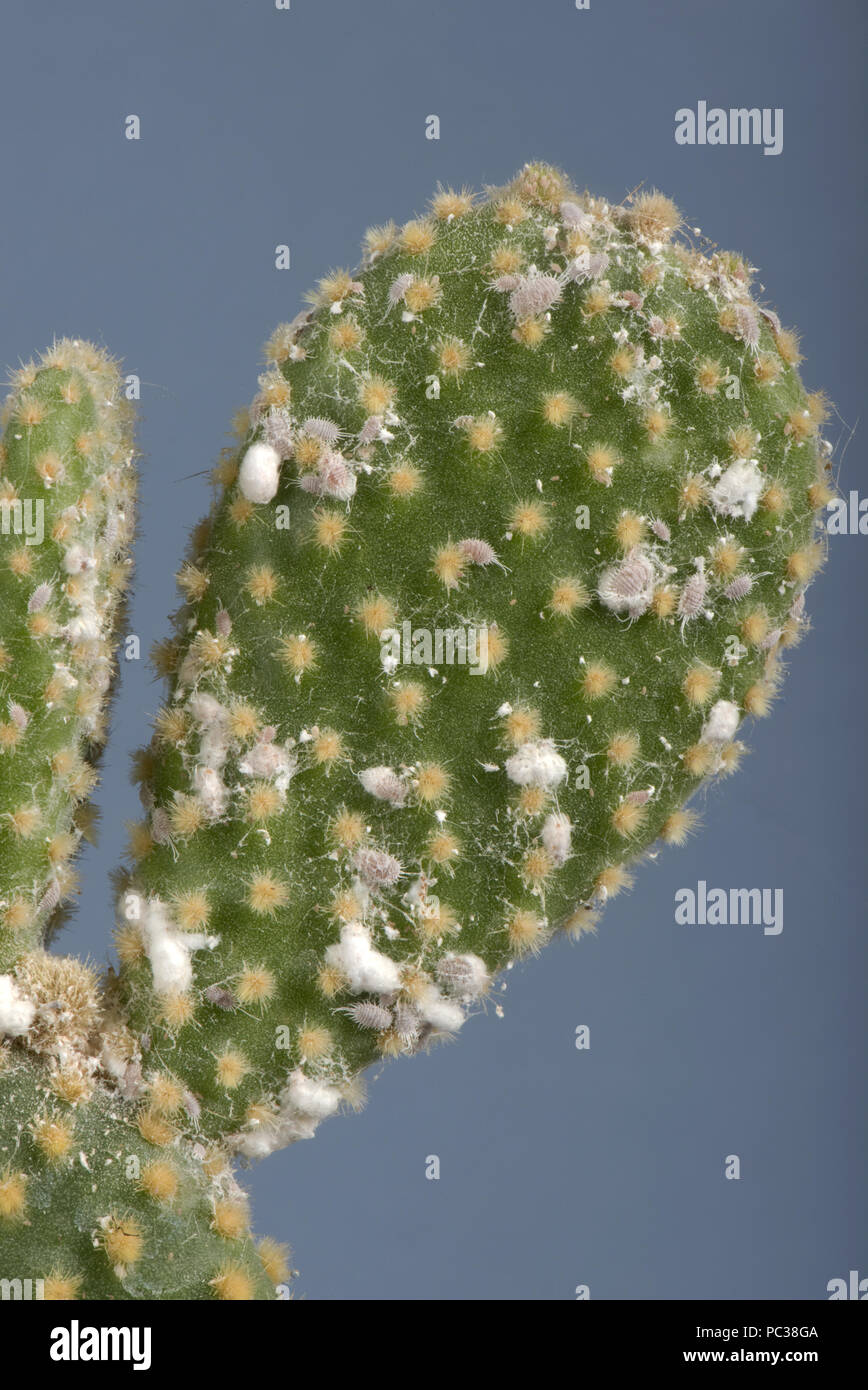 Pseudococcus affinis hi-res stock photography and images - Alamy