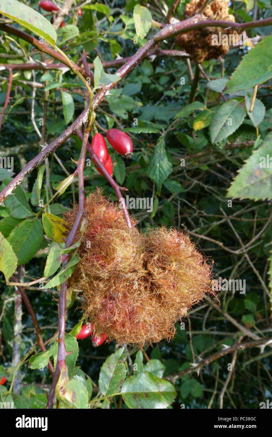 Rose bedeguar gall or robin's pincushion, Diplolepis rosae, gall wasp ...