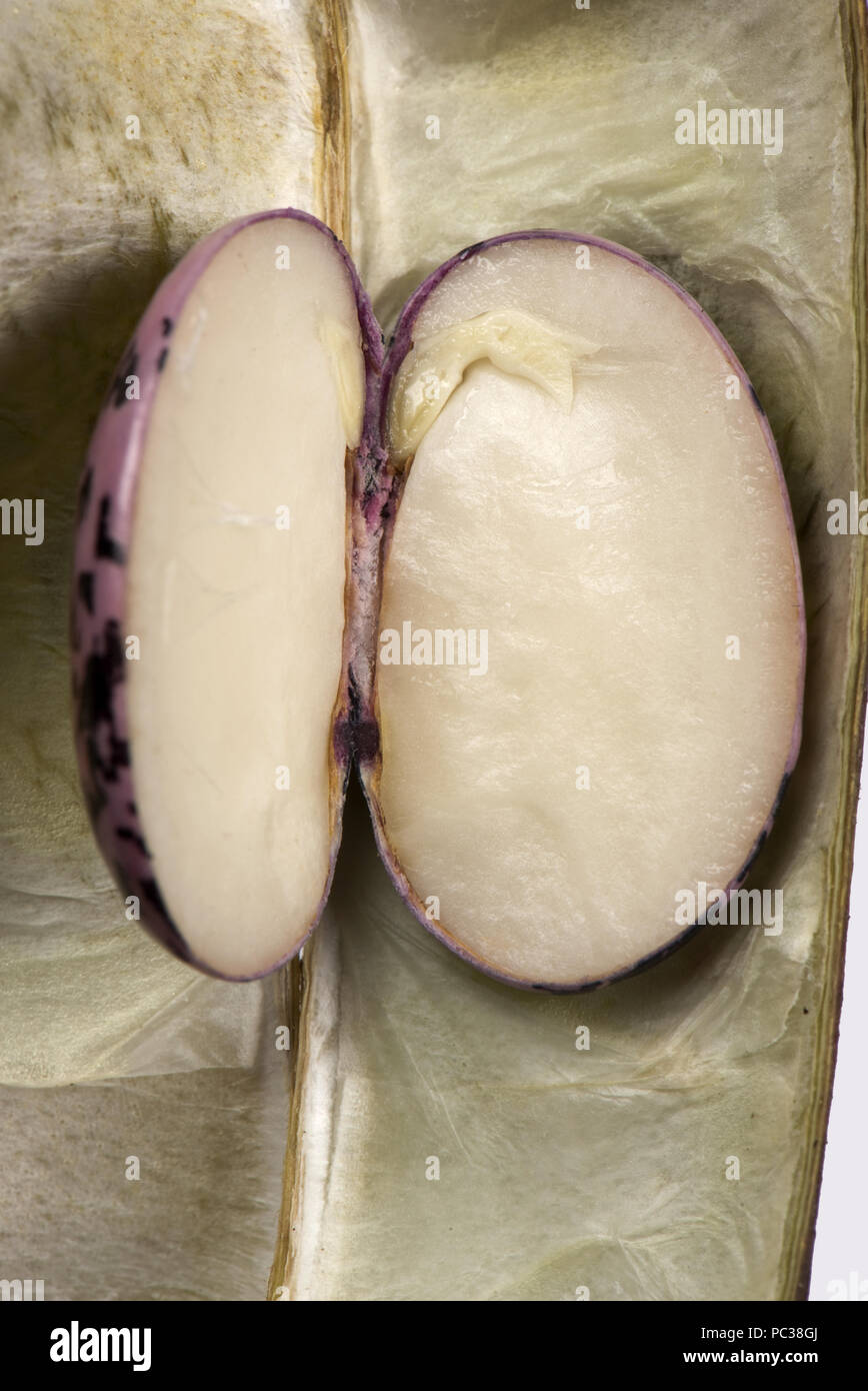 Dry spilt seed of a runner bean, Phaseolus coccineus, showing embryo ...