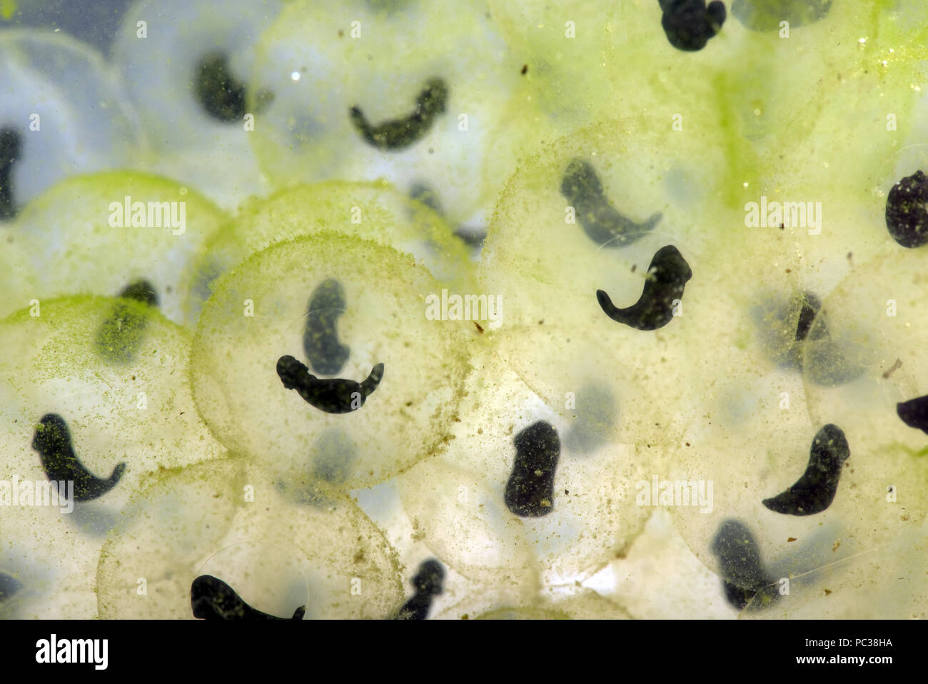 European common frog, Rana temporaria, frogspawn with developing tadpoles shaped like a "comma ...