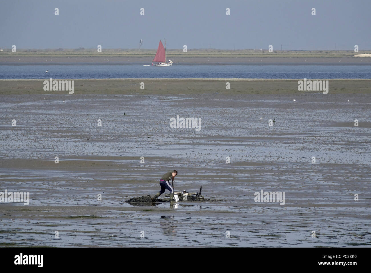 Digging for lugworm or sandworm (Arenicola marina) at South Swale, Kent ...