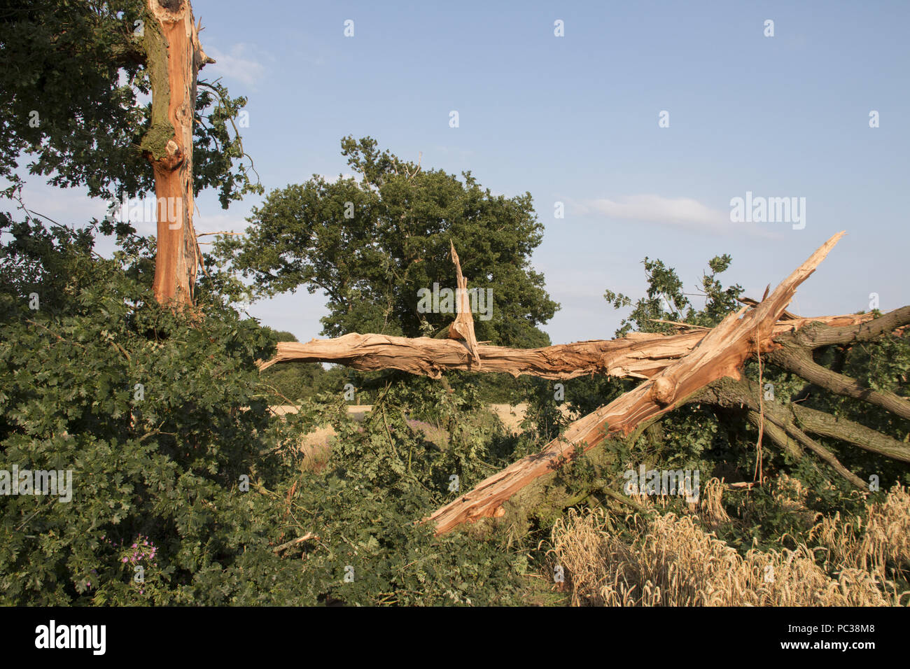 Lightning Damaged Oak tree at a result of lightning strike Stock Photo ...