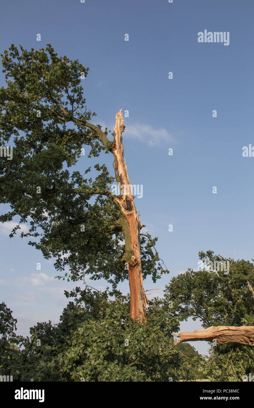 Lightning Damaged Oak tree at a result of lightning strike Stock Photo ...