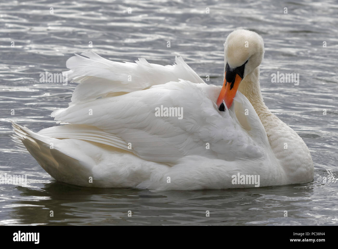 Swan preening hi-res stock photography and images - Alamy