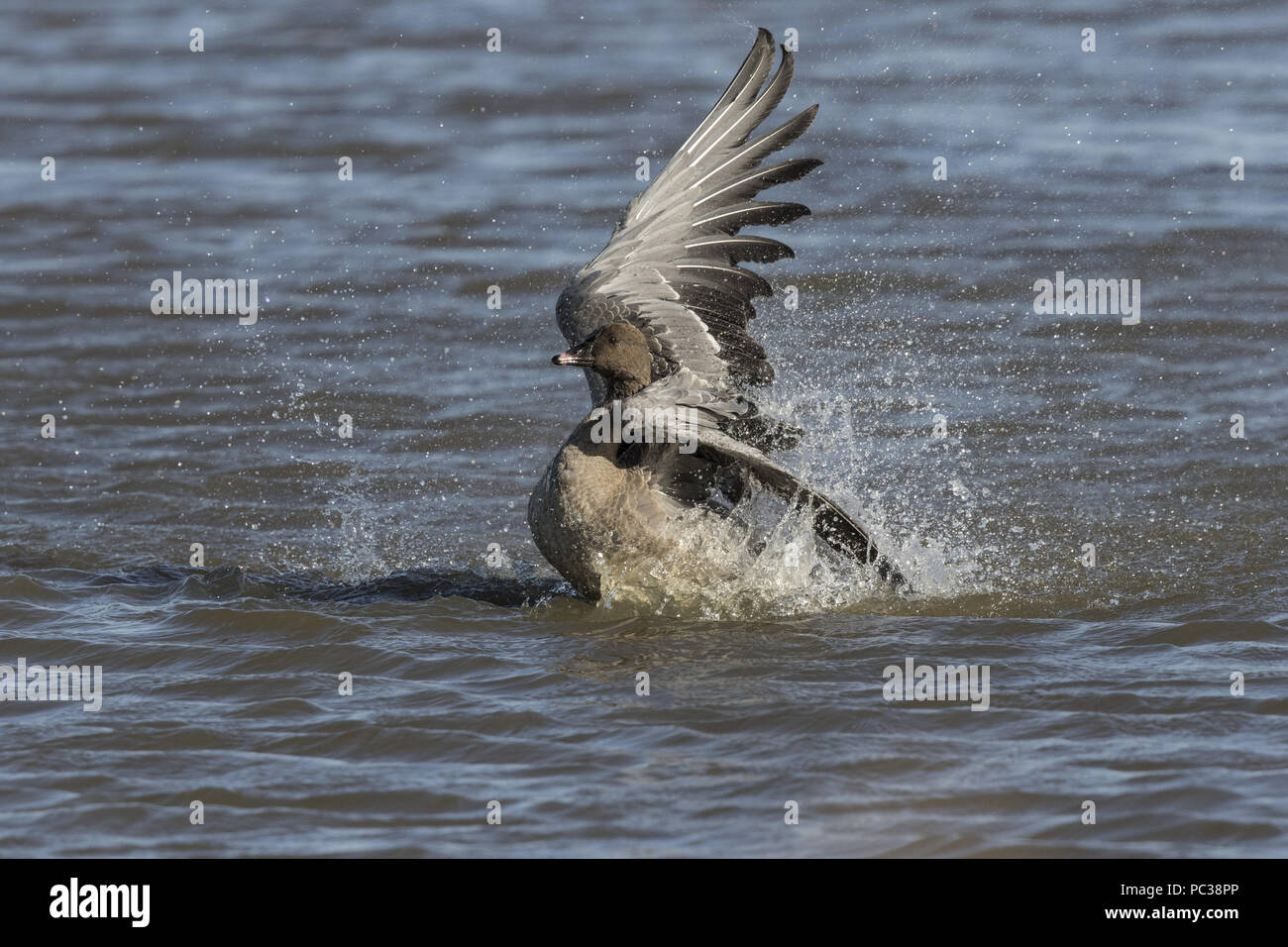 Pink footed Goose wing flapping as it washes Stock Photo - Alamy