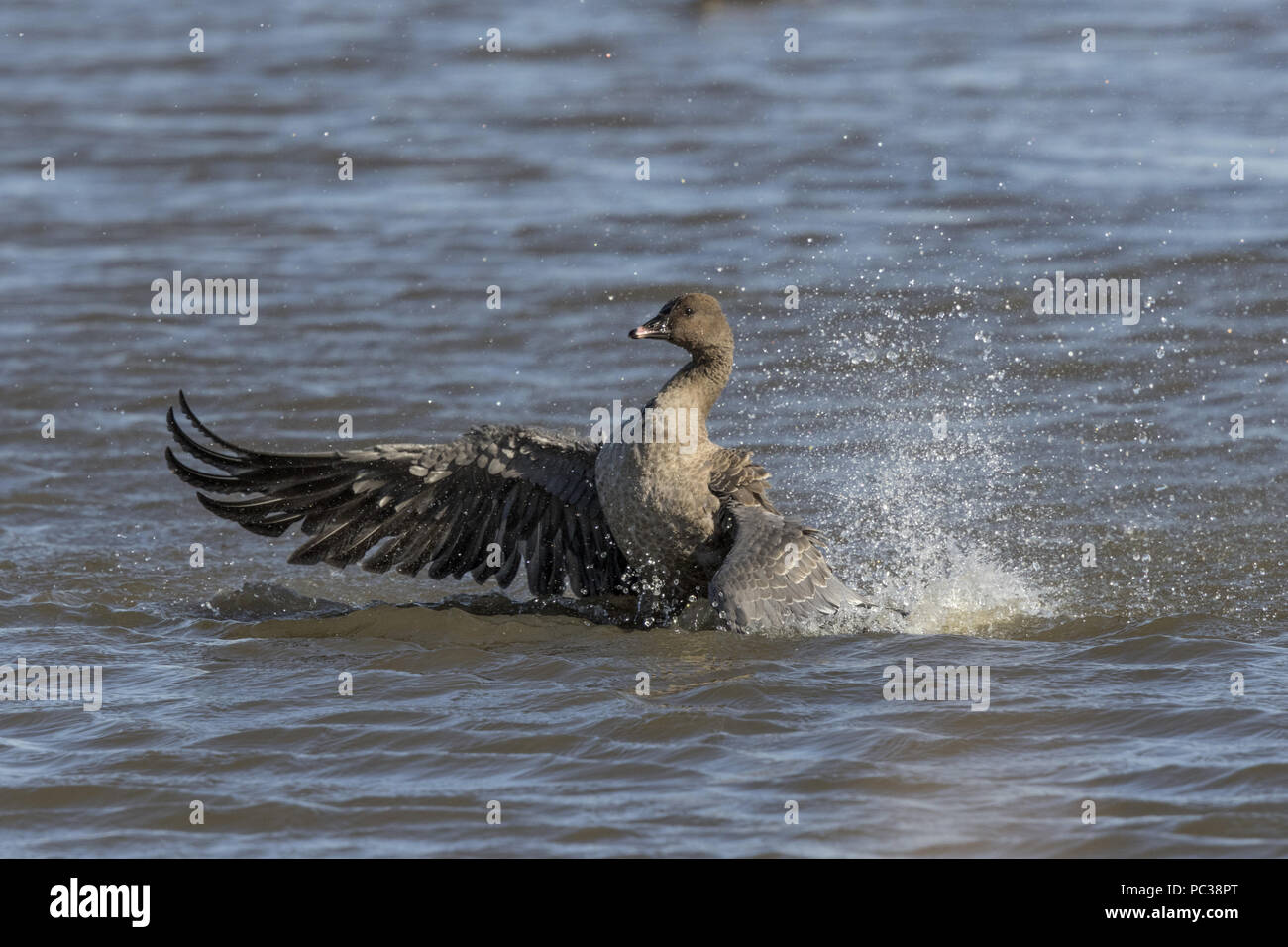 Pink footed Goose wing flapping as it washes Stock Photo - Alamy