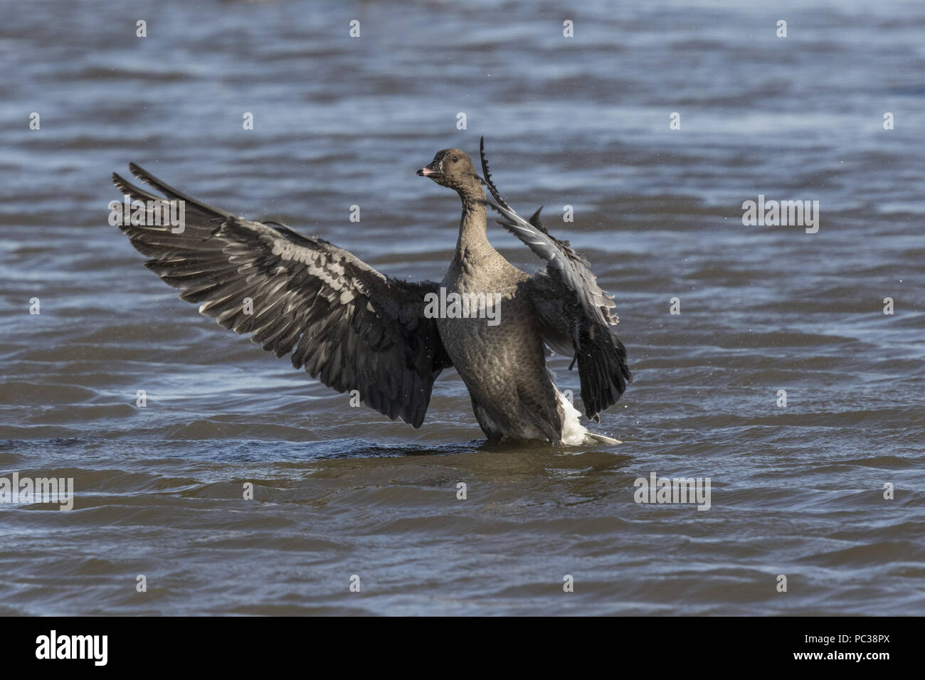 Pink footed Goose wing flapping as it washes Stock Photo - Alamy