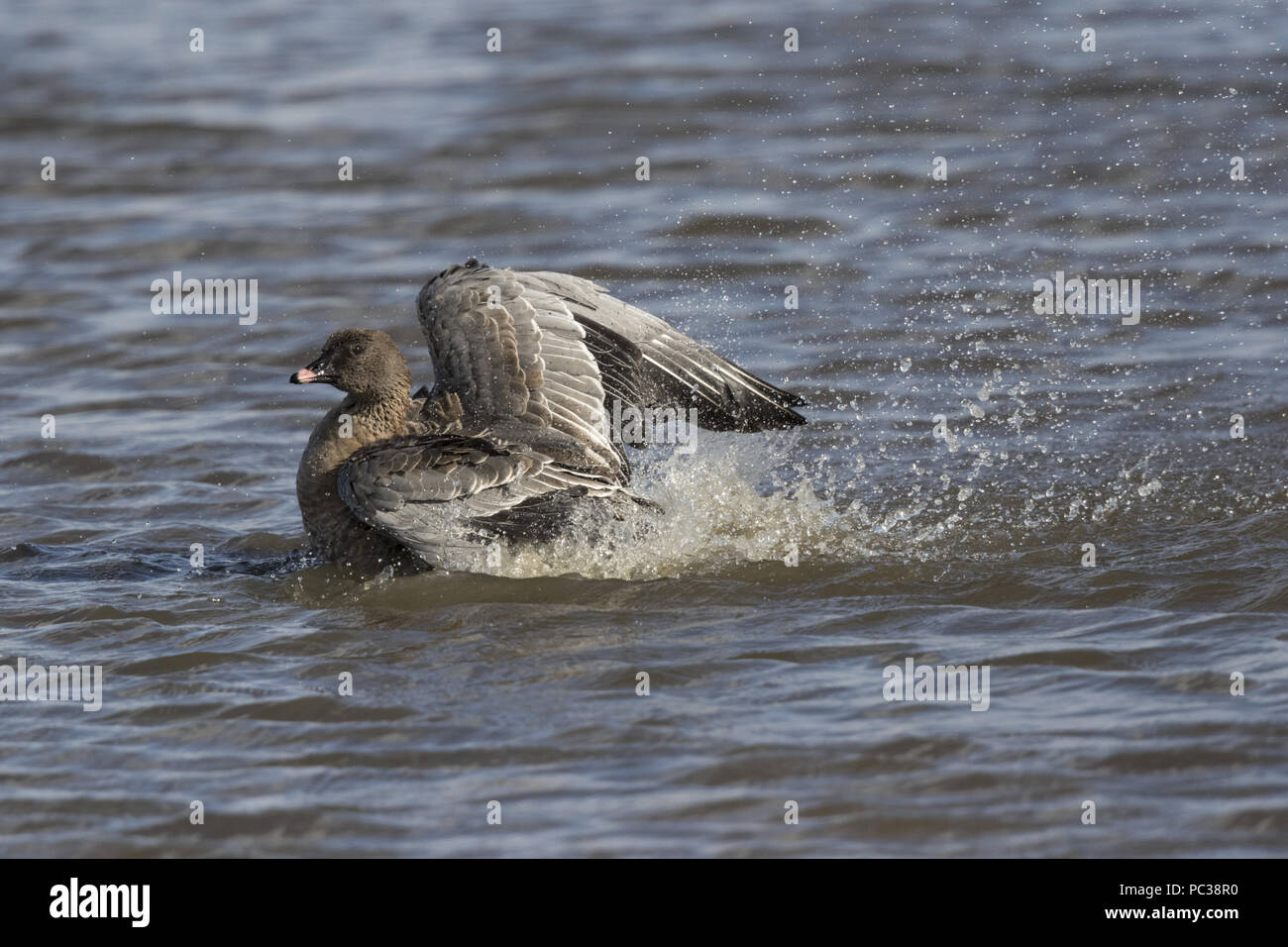Pink footed Goose wing flapping as it washes Stock Photo - Alamy