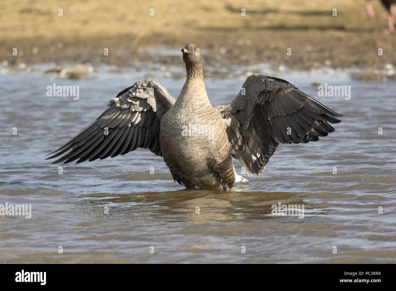 Pink footed Goose wing flapping as it washes Stock Photo - Alamy