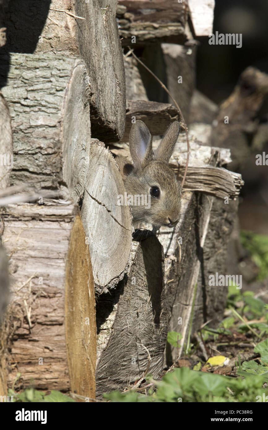 Rabbit log hi-res stock photography and images - Alamy