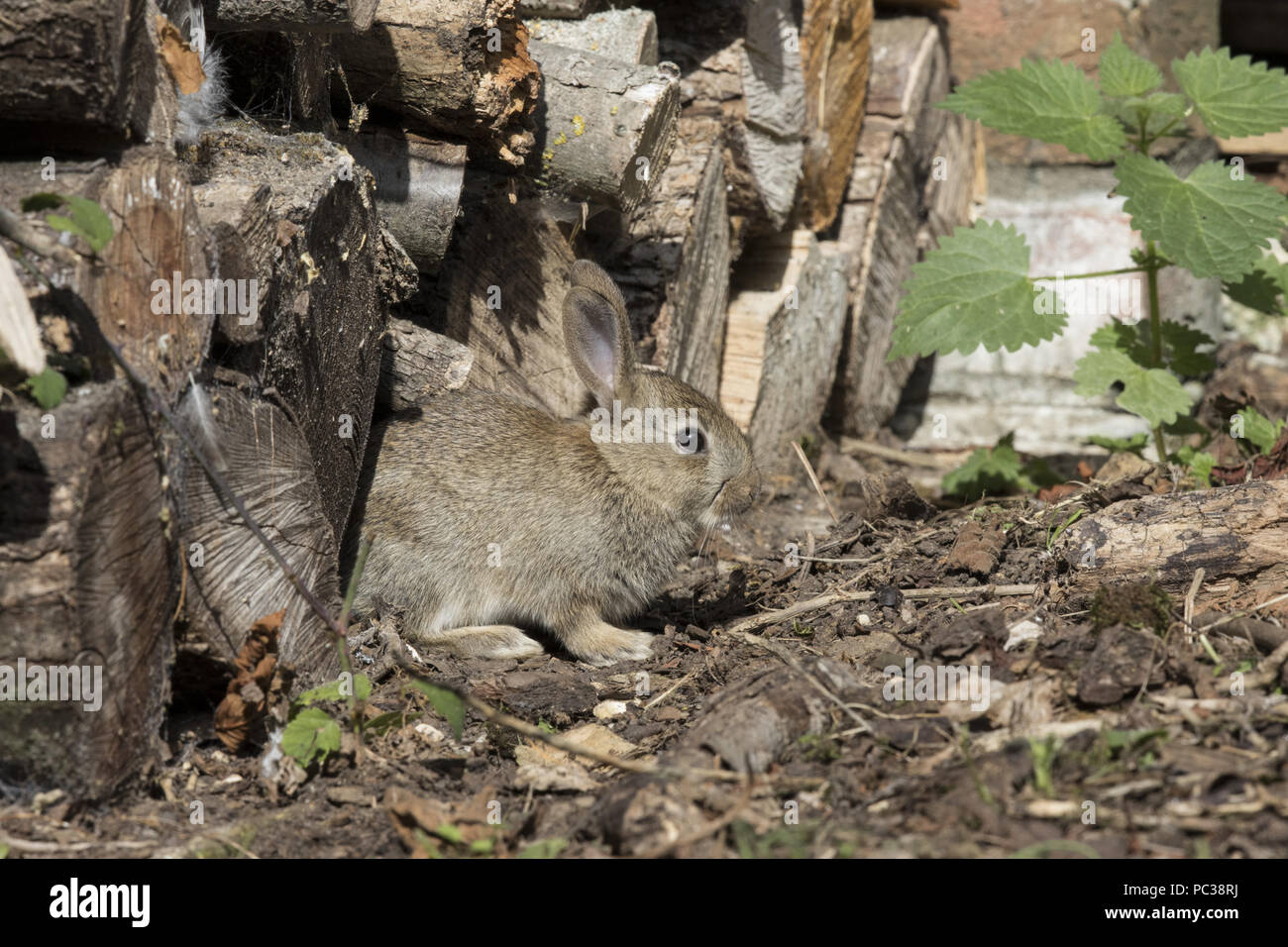 Rabbit log hi-res stock photography and images - Alamy