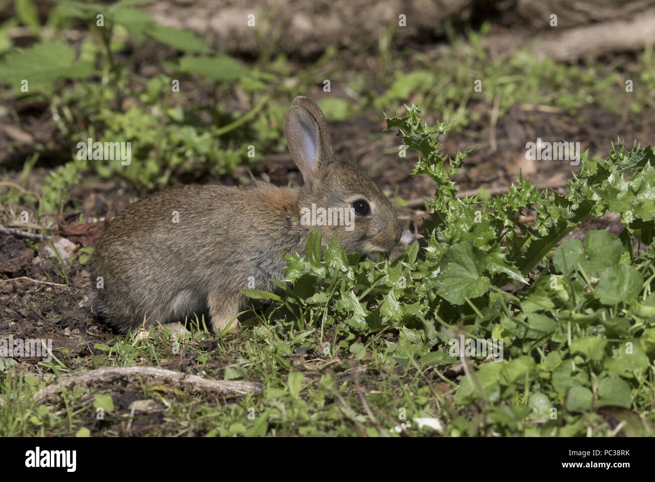 Young Rabbit eating plant Stock Photo - Alamy
