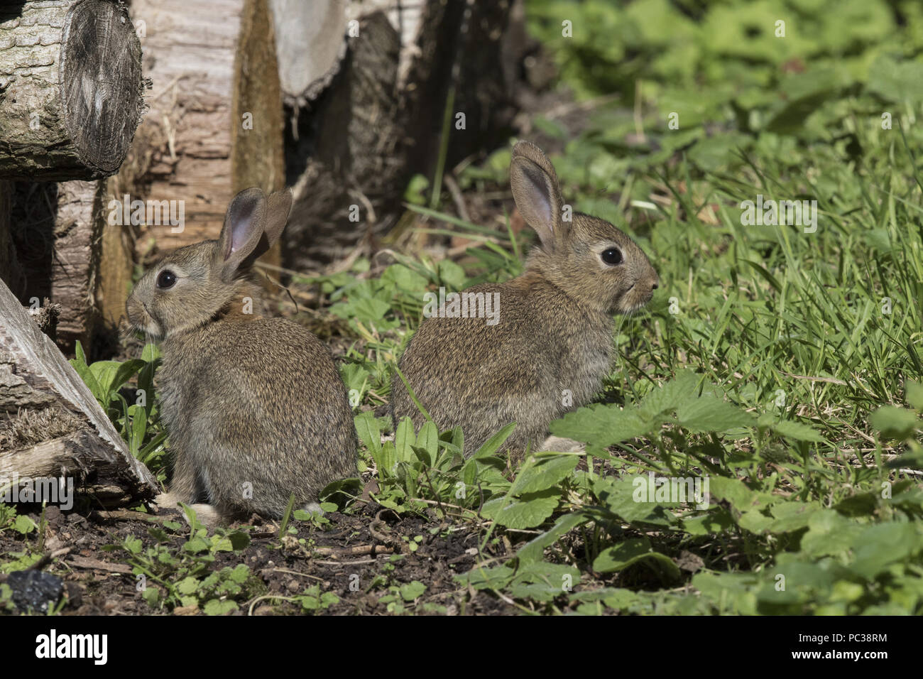 Two young Rabbits by log store Stock Photo - Alamy