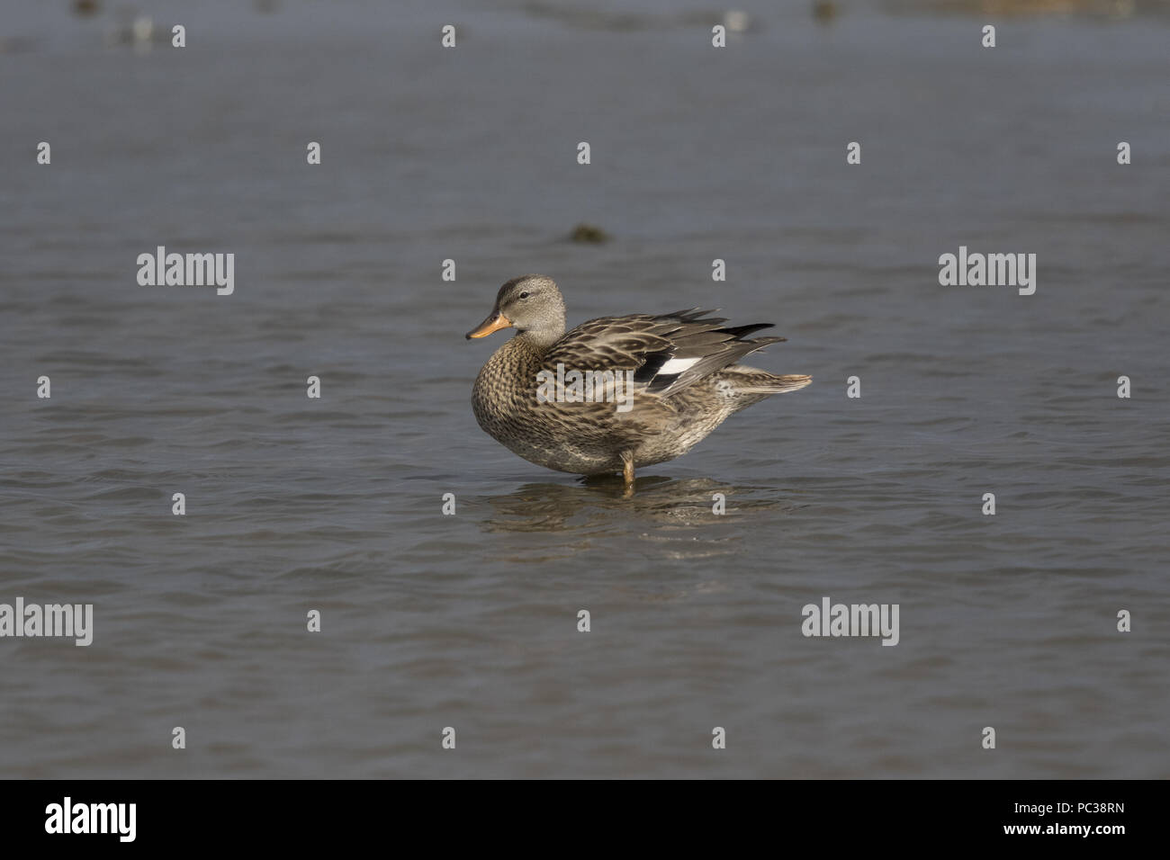 Female Gadwall at Deepdale Marsh Norfolk Stock Photo - Alamy