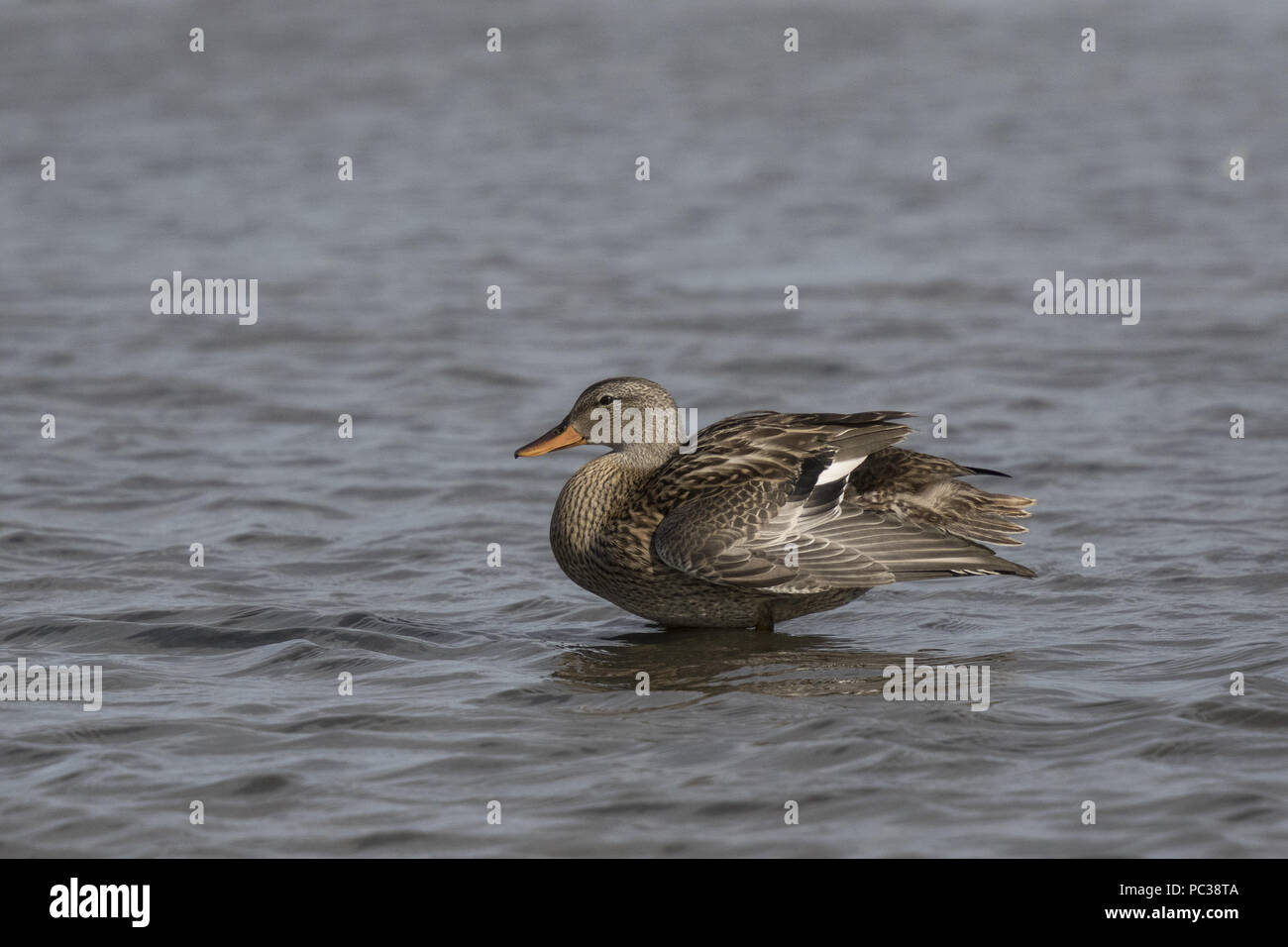 Deepdale duck hi-res stock photography and images - Alamy