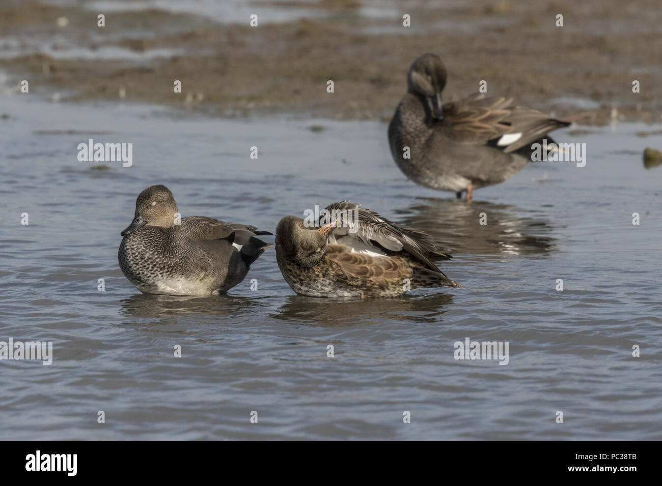 Gadwall ducks preening male and female birds Stock Photo - Alamy