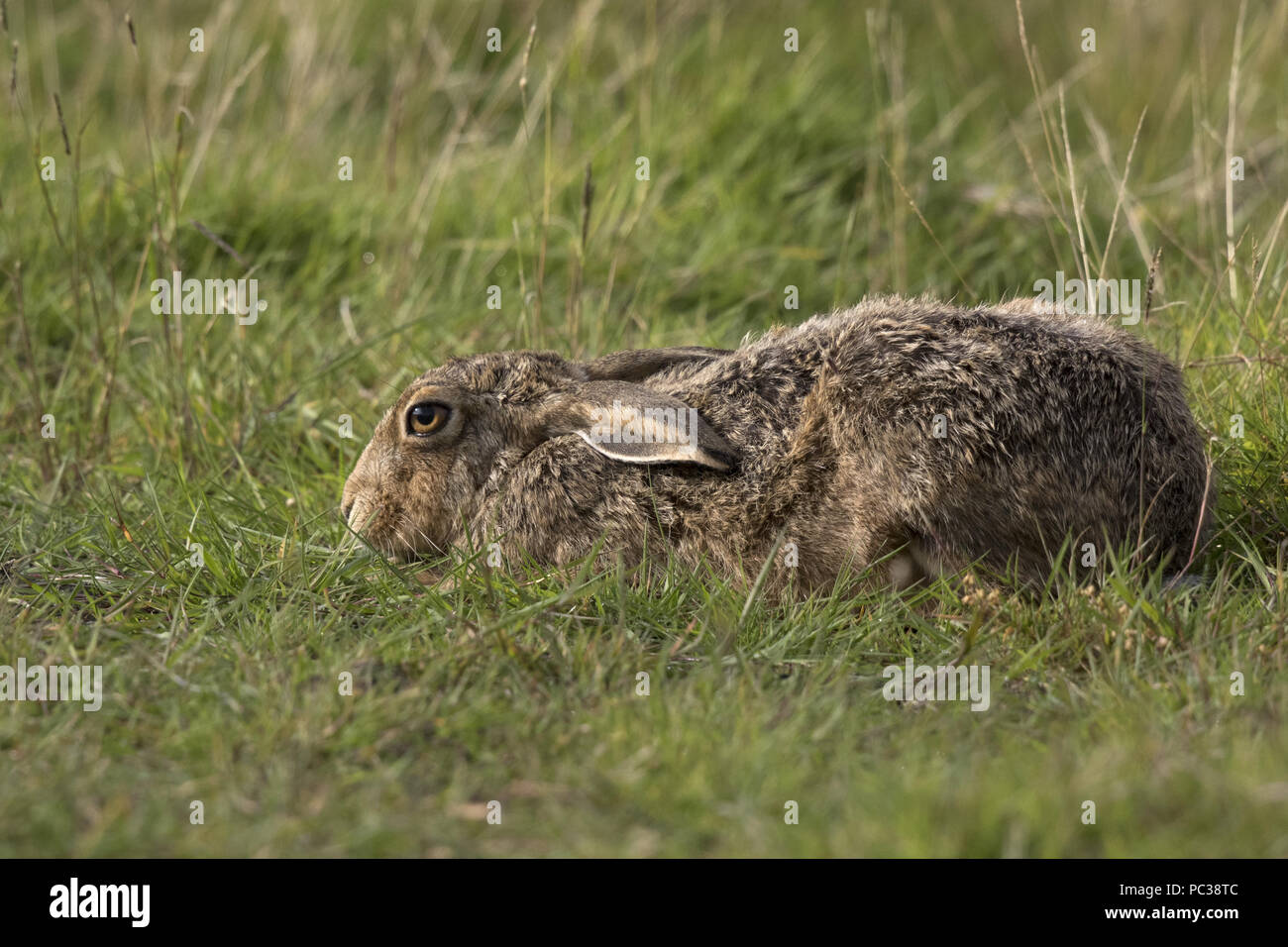 Brown Hare resting in grass Stock Photo - Alamy
