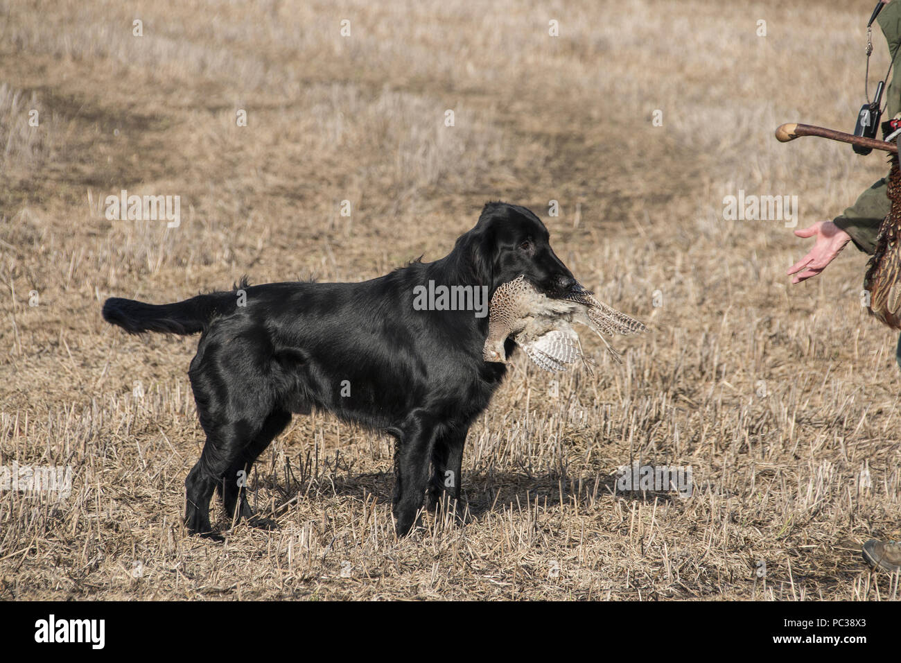 Gun Dog - Flatcoated Retriever delivering dead, hen Pheasant to hand ...