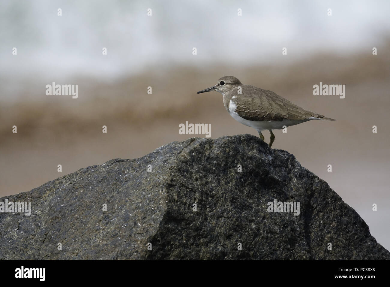 Common Sandpiper, Non-breeding bird, Kerala India Stock Photo - Alamy