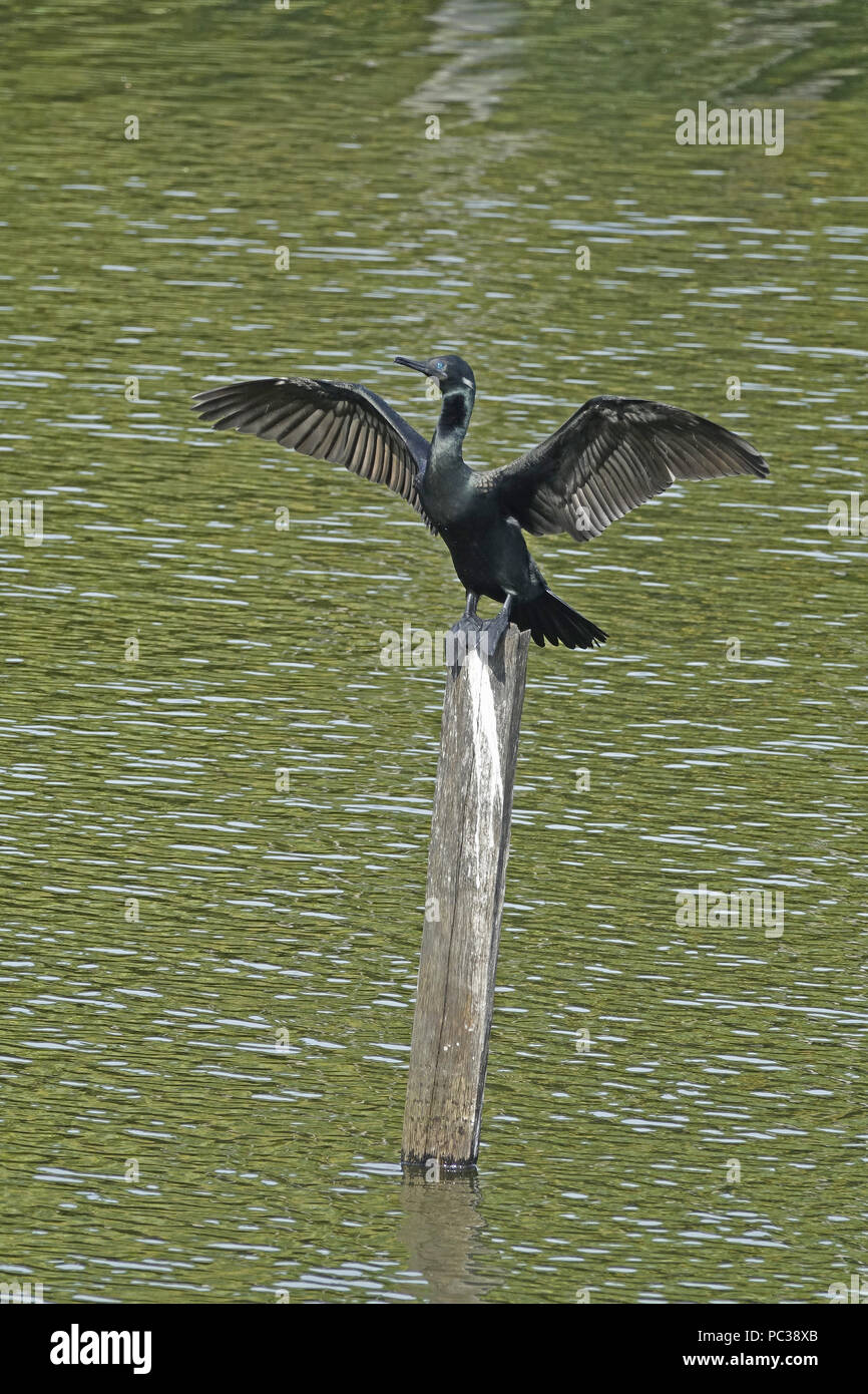 Indian Cormorant wings spread on post. Kerala India Stock Photo - Alamy