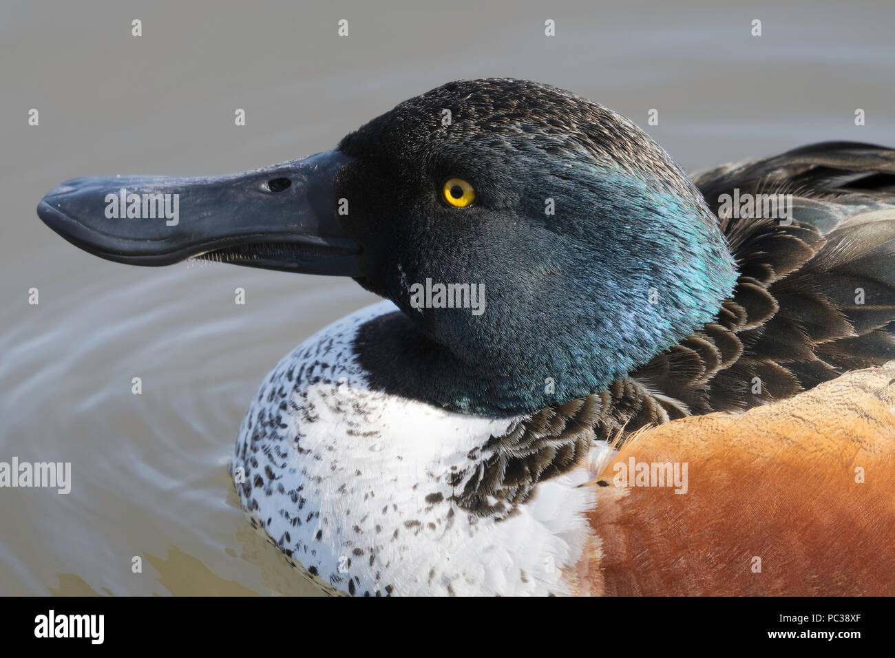 Northern shoveller showing detail of plumage and beak close up Stock ...