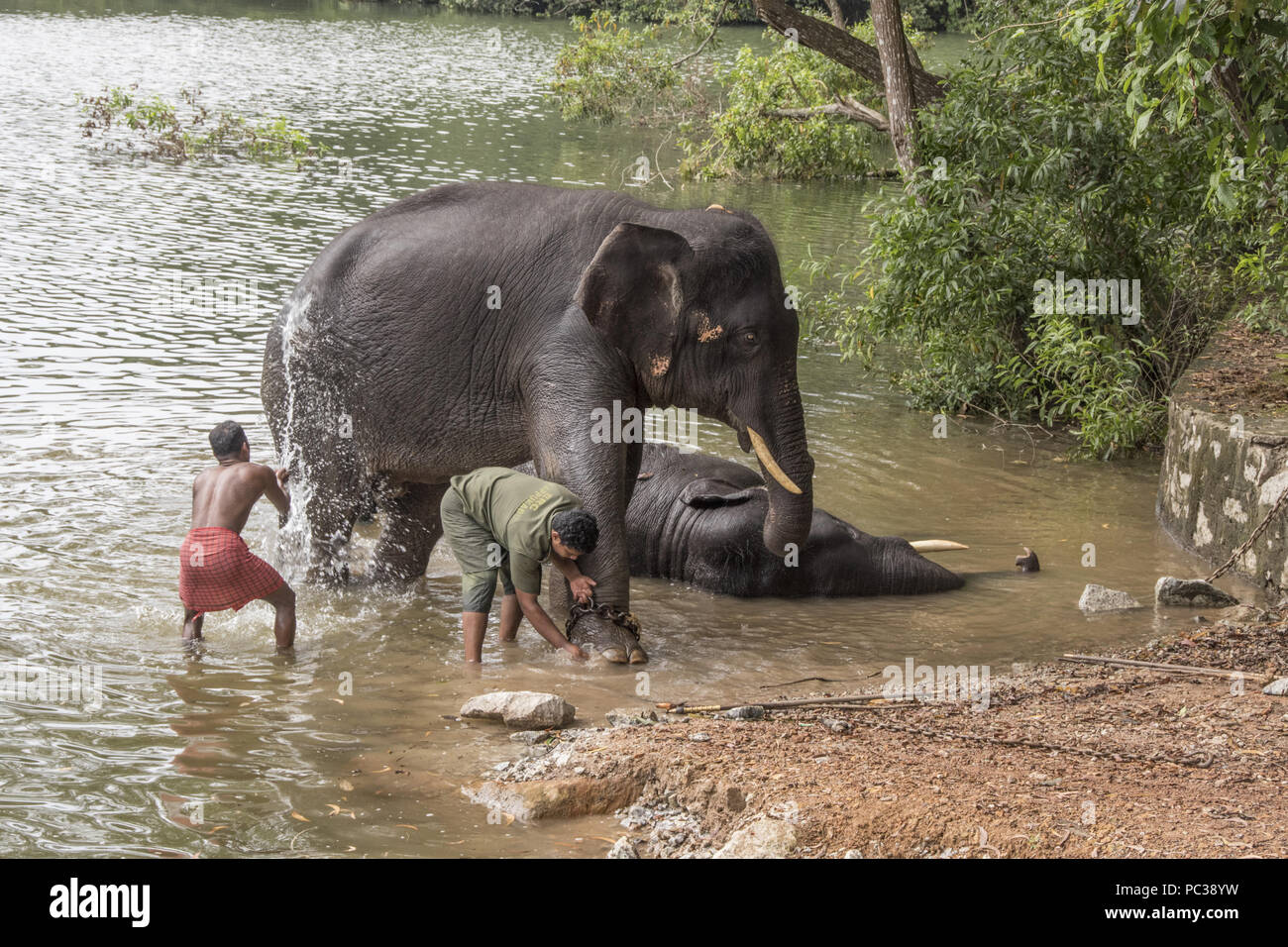 Kottoor elephant rehabilitation centre hi-res stock photography and ...