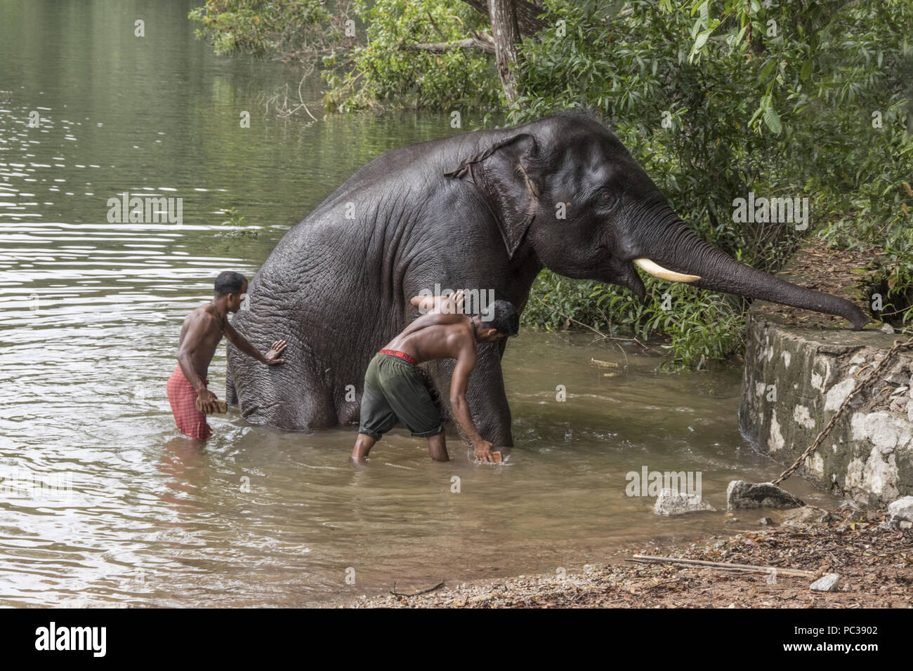 Kottoor elephant rehabilitation centre hi-res stock photography and ...