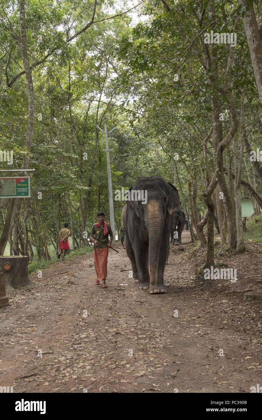 Mahout walking with Elephant at Kappukadu Elephant rehabilitation ...