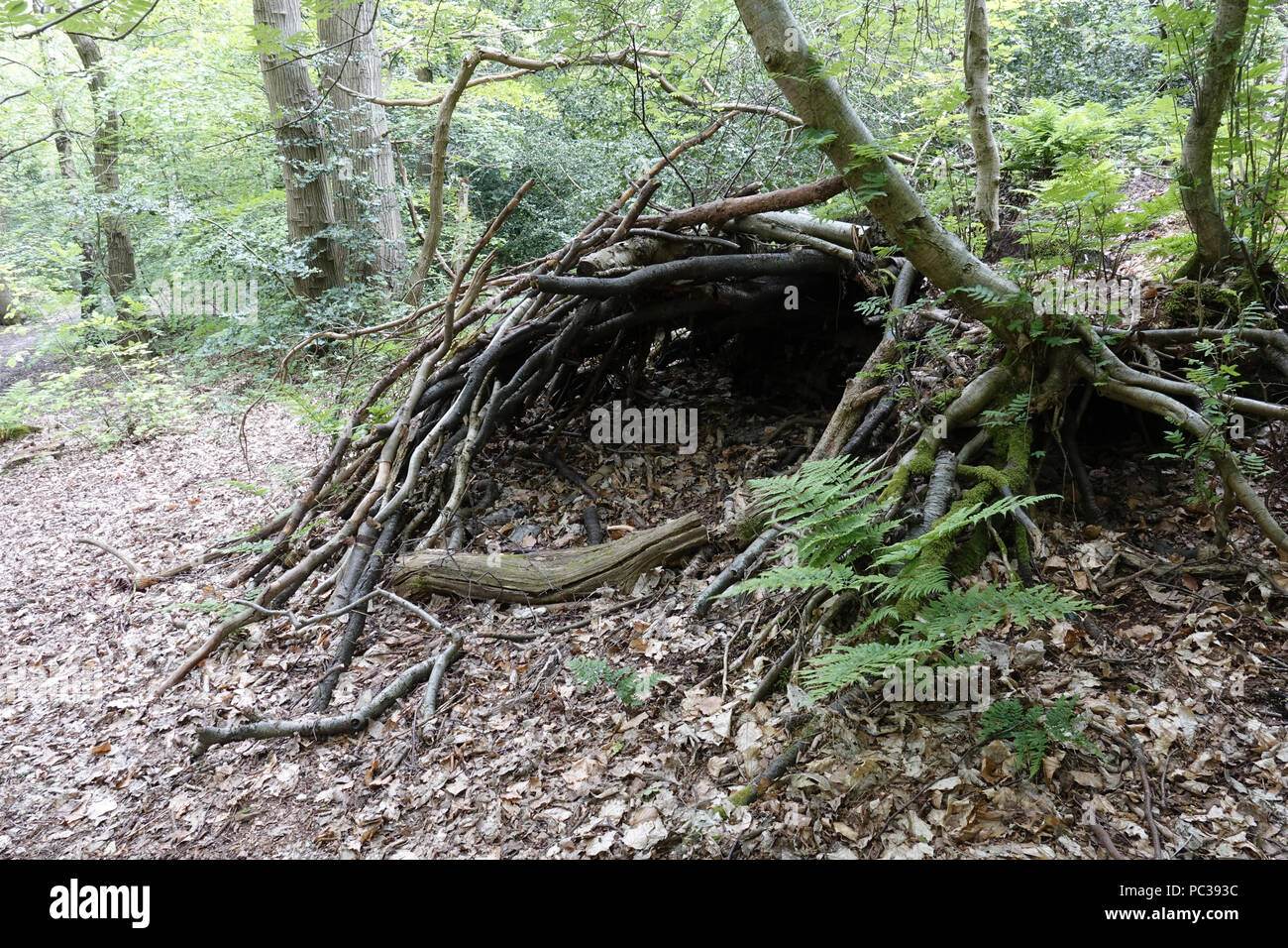 Woodland den ' Pretty Corner woods, Norfolk Stock Photo - Alamy