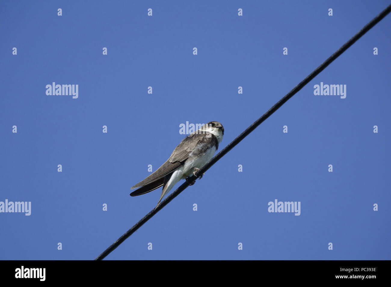 Sand Martin on powerline Stock Photo - Alamy
