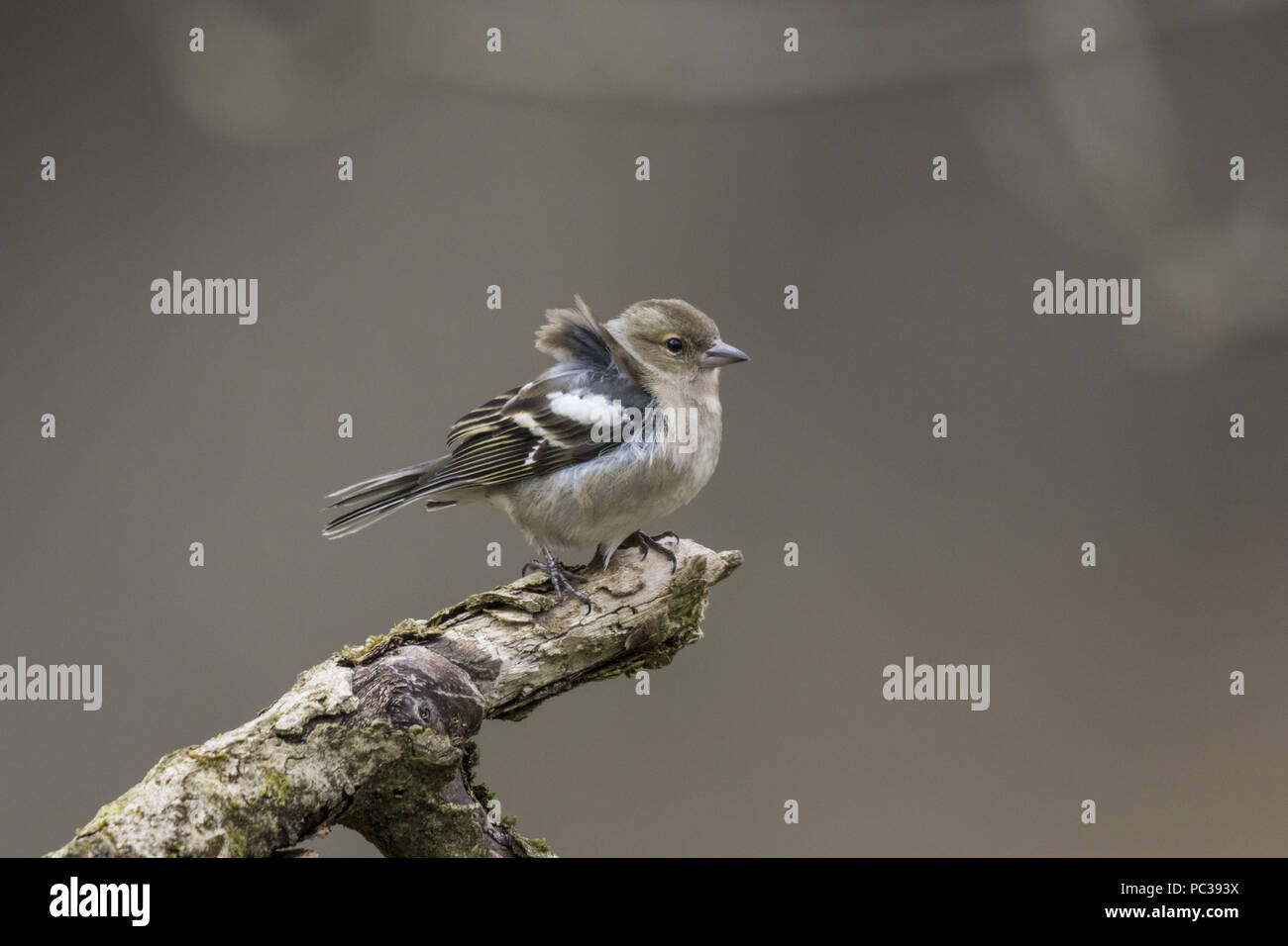 Wind blowing the feathers of a female Chaffinch Stock Photo - Alamy