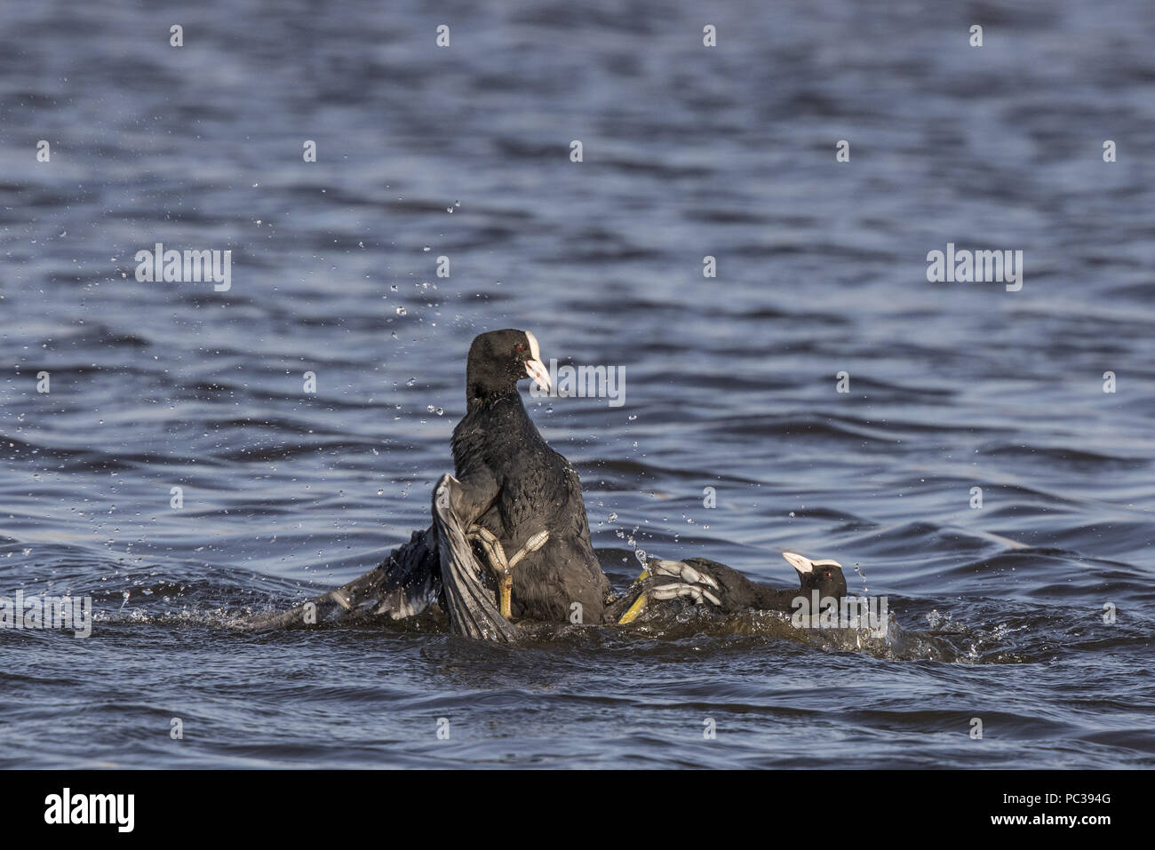 Two adult Coots fighting, note the flat broadly lobed toes Stock Photo ...