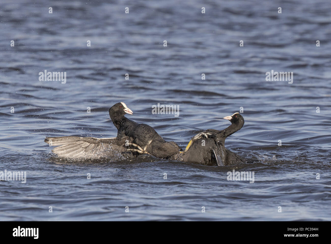 Two lobed hi-res stock photography and images - Alamy