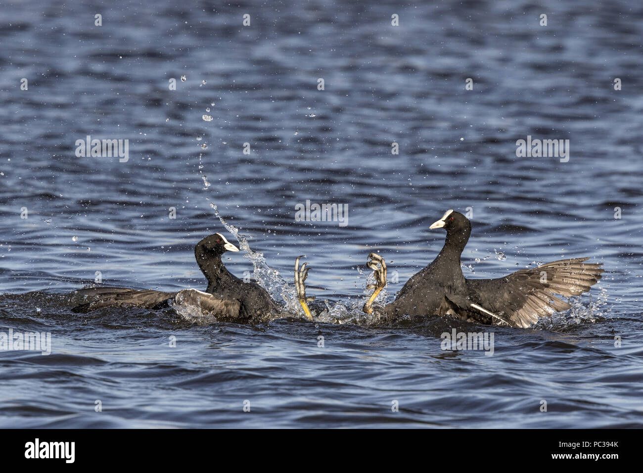 Two adult Coots fighting, note the flat broadly lobed toes Stock Photo ...