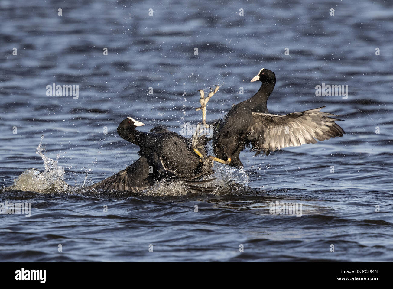 Two adult Coots fighting, note the flat broadly lobed toes Stock Photo ...