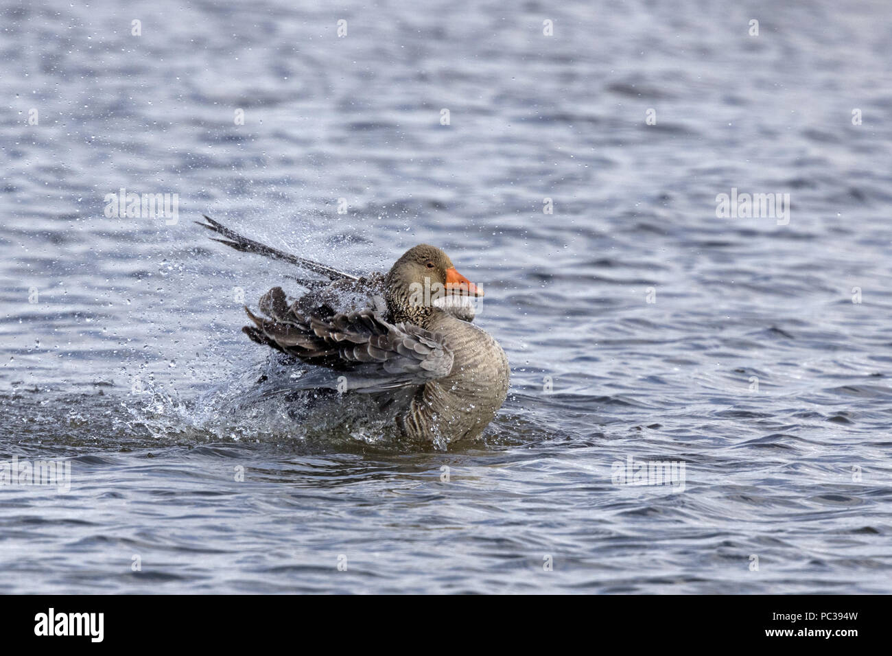 Goose washing hi-res stock photography and images - Alamy